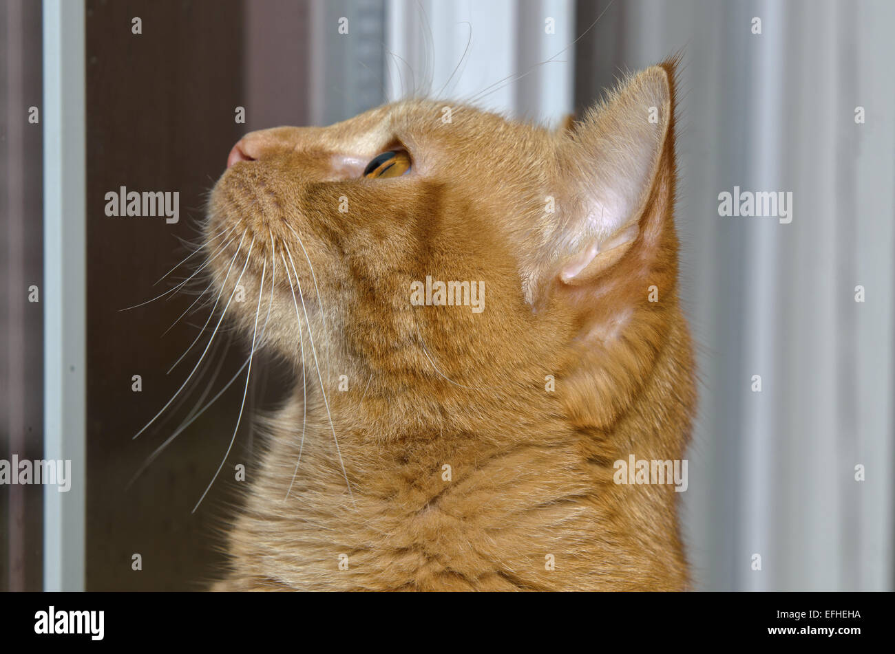 Orange tatty cat looking out of window Stock Photo - Alamy