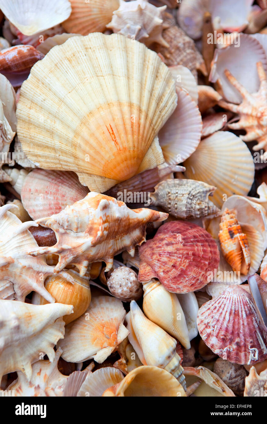 Pile of shells in a box Stock Photo - Alamy