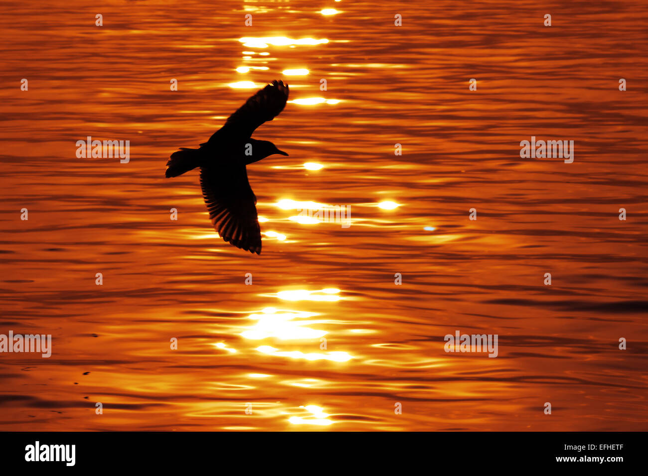 Silhouette of flying seagull at sunset Stock Photo - Alamy