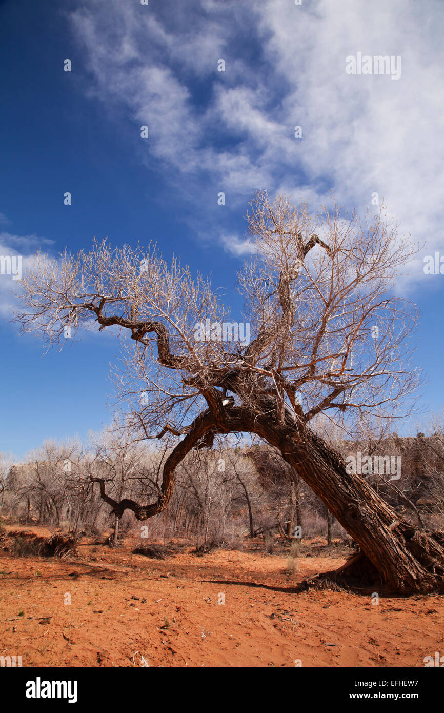 Gnarled tree in Death Hollow Wilderness , Utah Stock Photo - Alamy