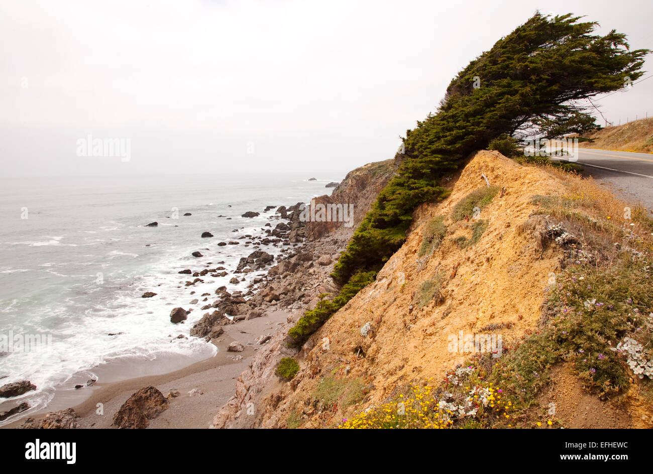 Wind swept tree hi-res stock photography and images - Alamy