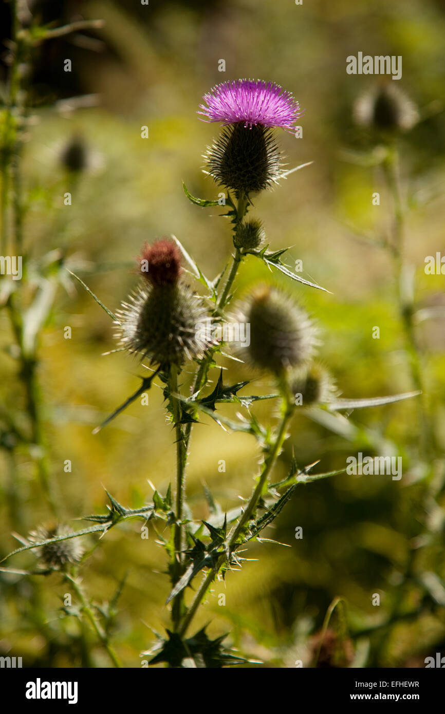 Milk thistle flower hi-res stock photography and images - Alamy