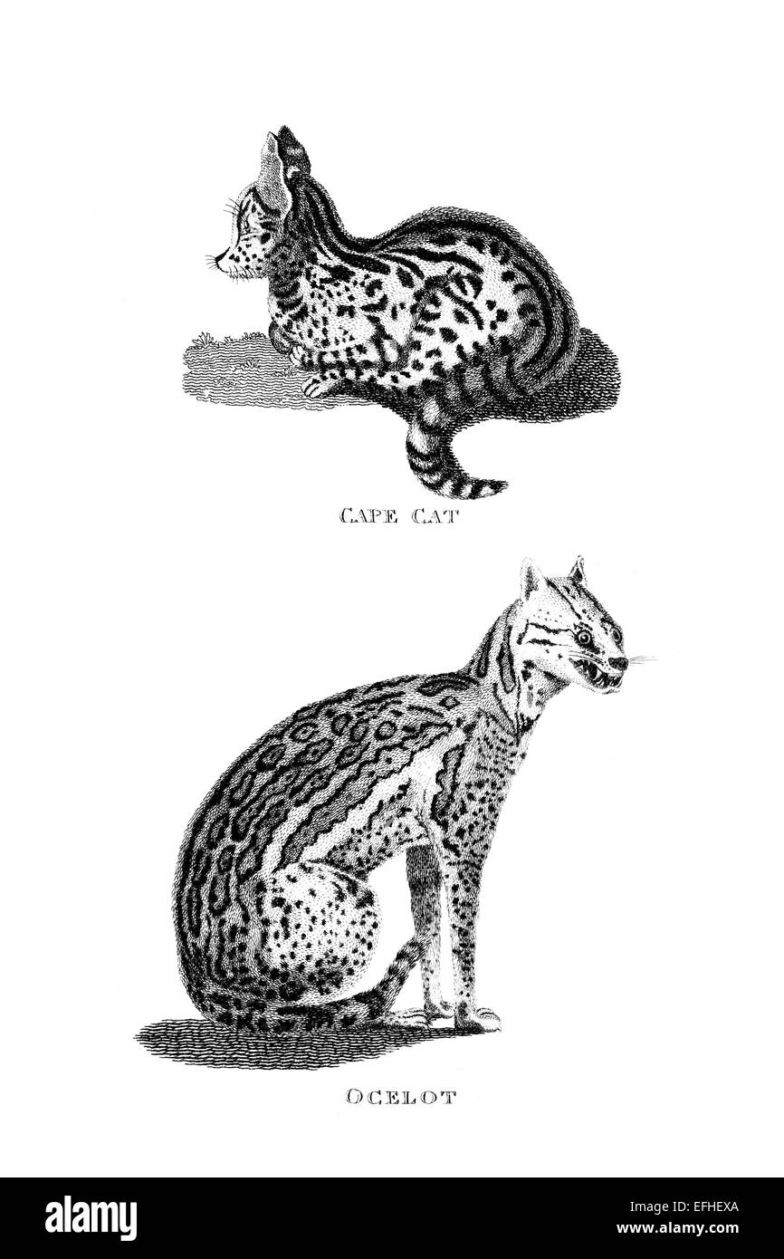 Black And White Ocelot