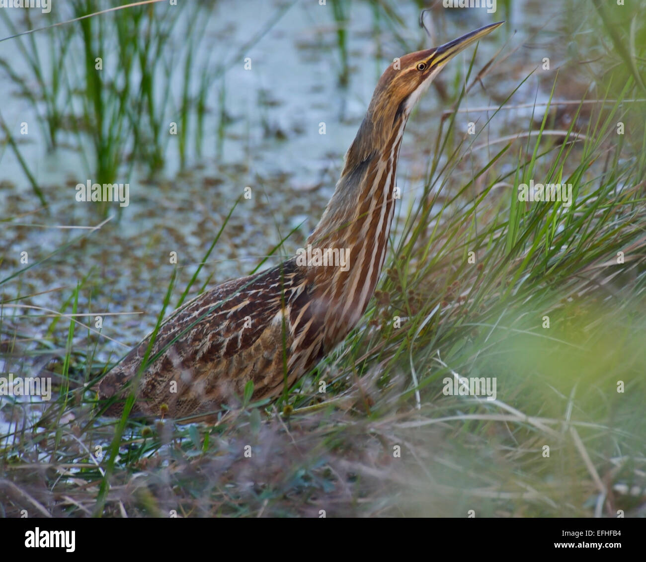 American bittern bird hi-res stock photography and images - Alamy