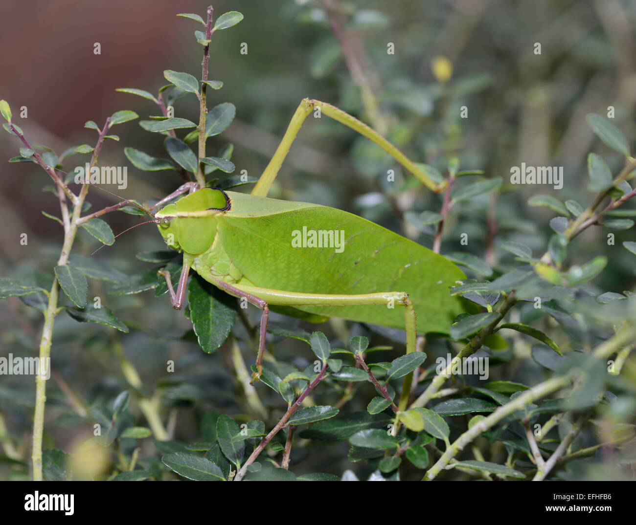 Leaf Bug,Close Up Shot Stock Photo - Alamy