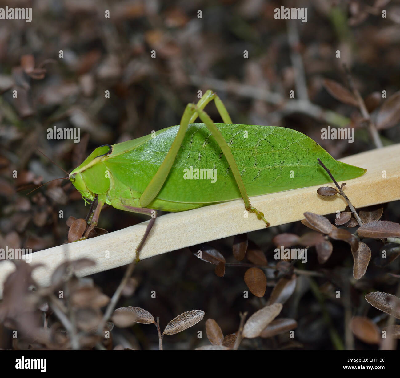 Leaf Bug,Close Up Shot Stock Photo - Alamy