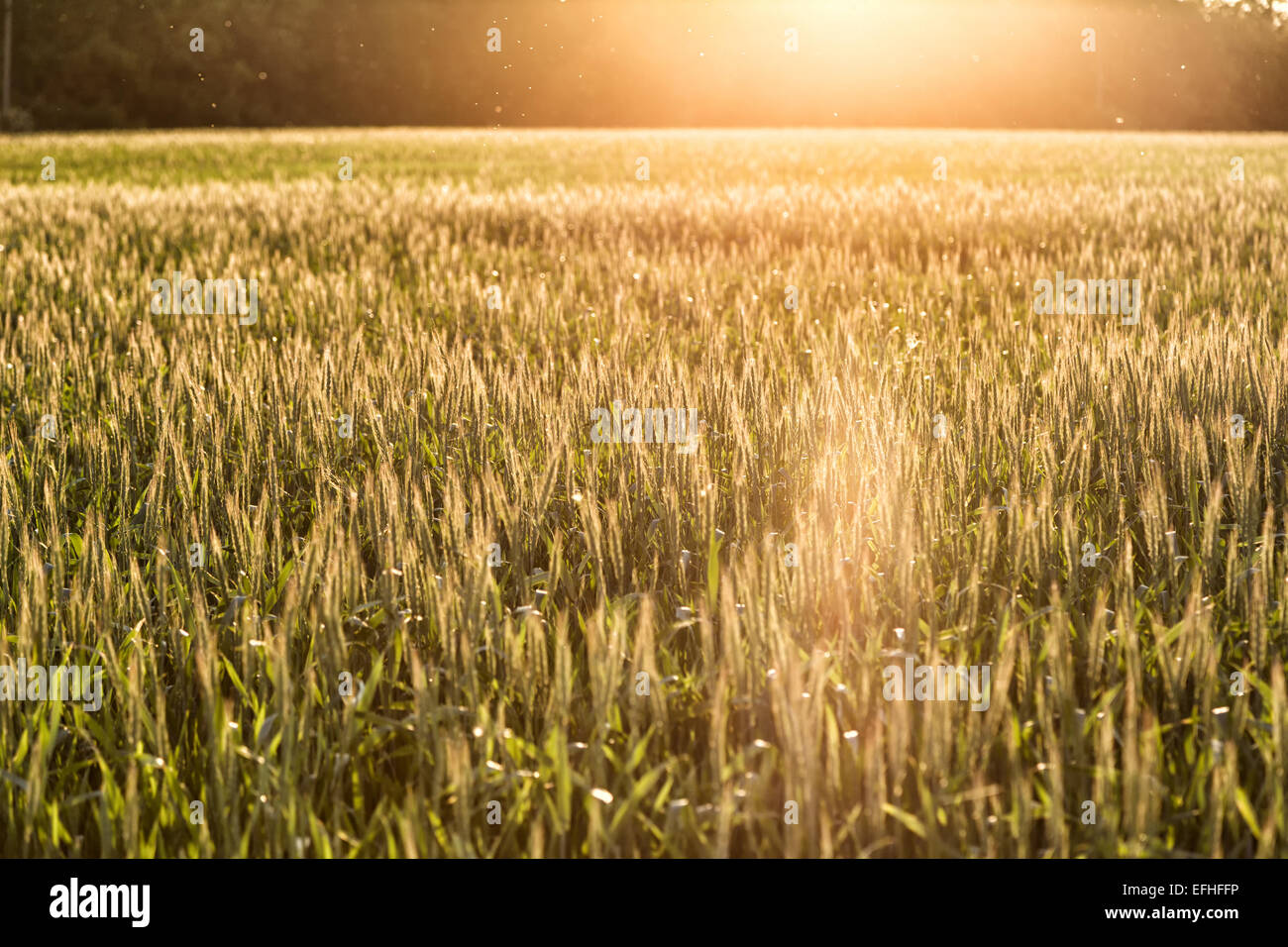 Field plants sunlight nature hi-res stock photography and images - Alamy