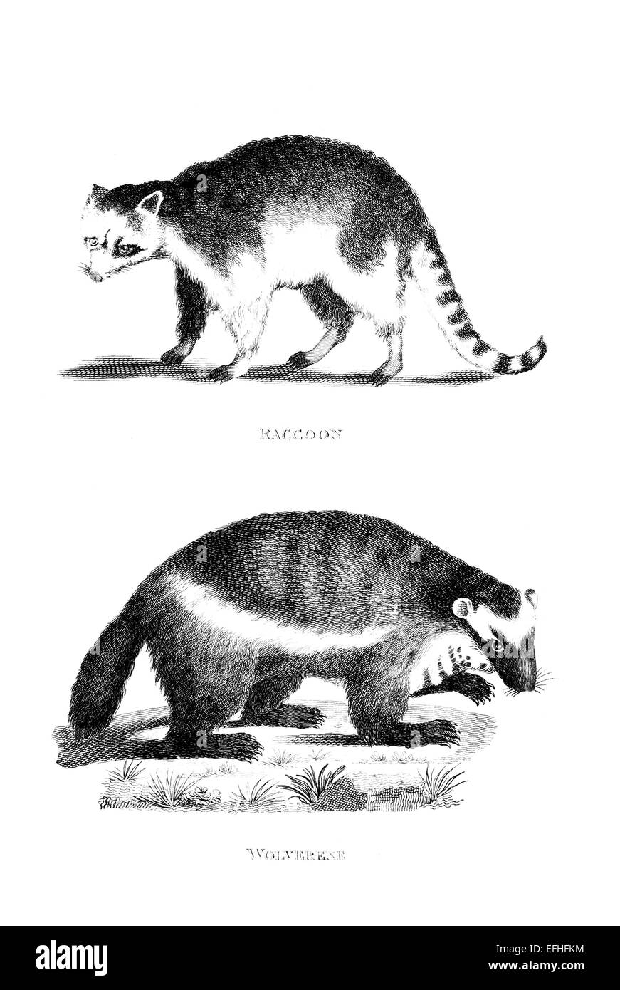 Victorian engraving of a wolverine and raccoon. Digitally restored ...