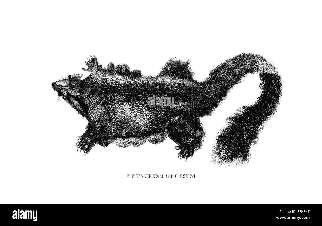 Opossum Cut Out Stock Images & Pictures - Alamy