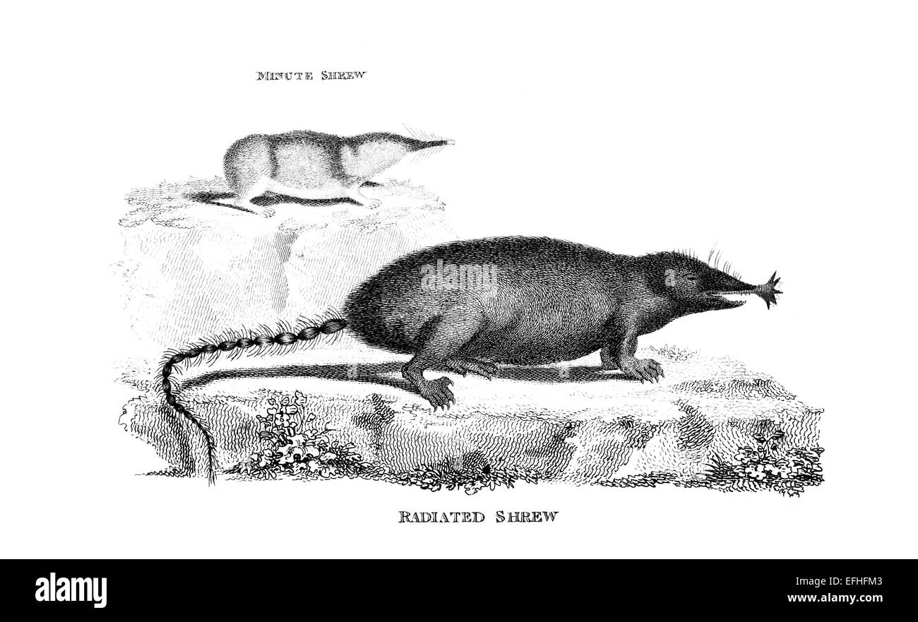 Shrew Animal Drawing