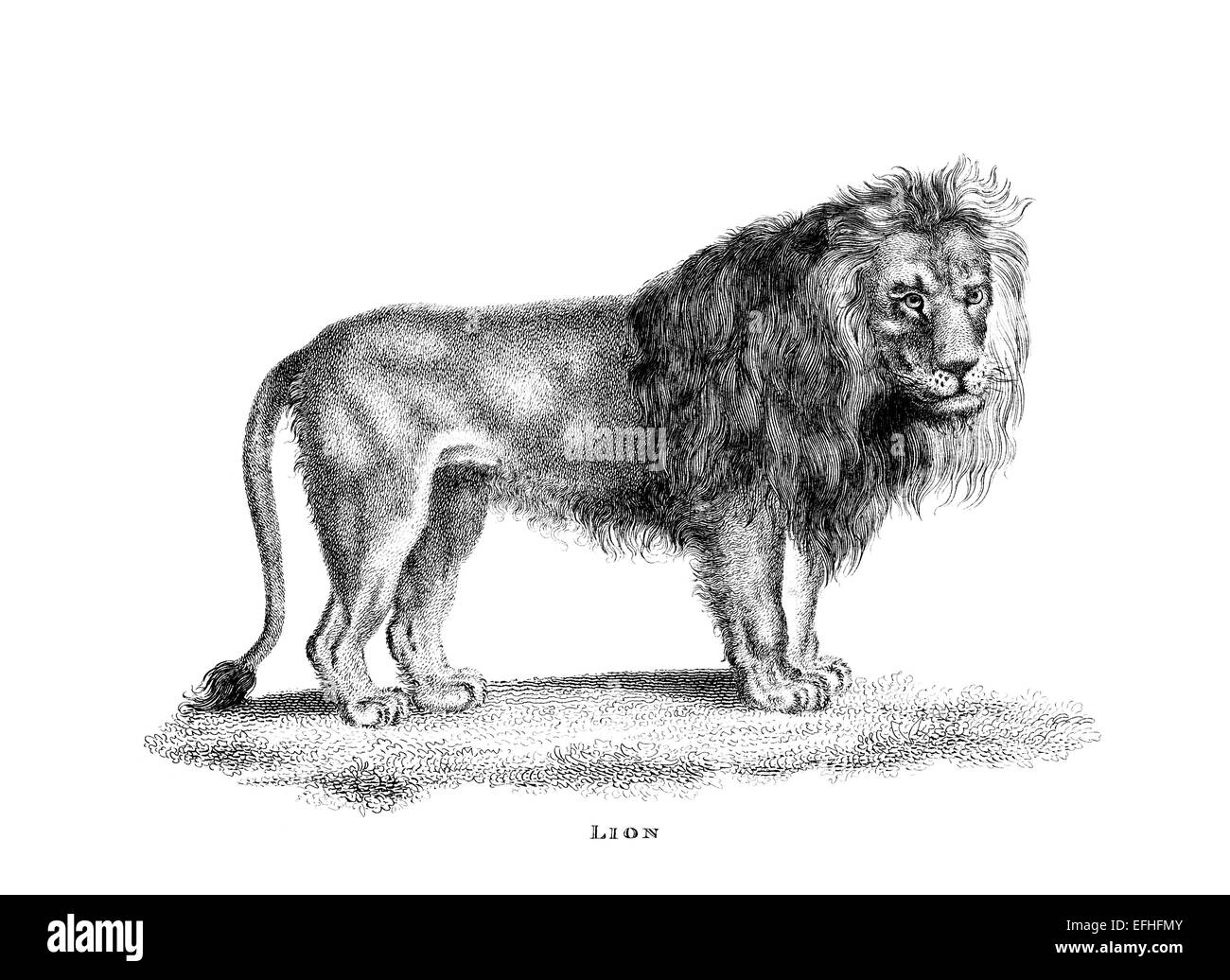 Victorian lion hi-res stock photography and images - Alamy