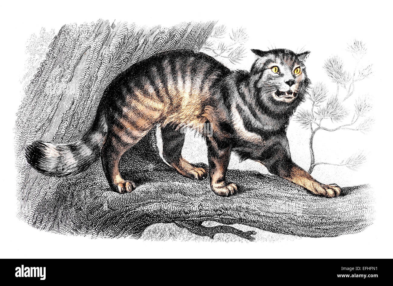Victorian engraving of a lynx. Digitally restored image from a mid-19th ...