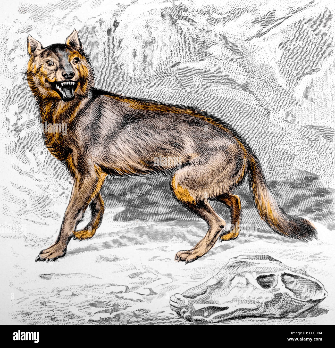 Wolf engraving hi-res stock photography and images - Alamy