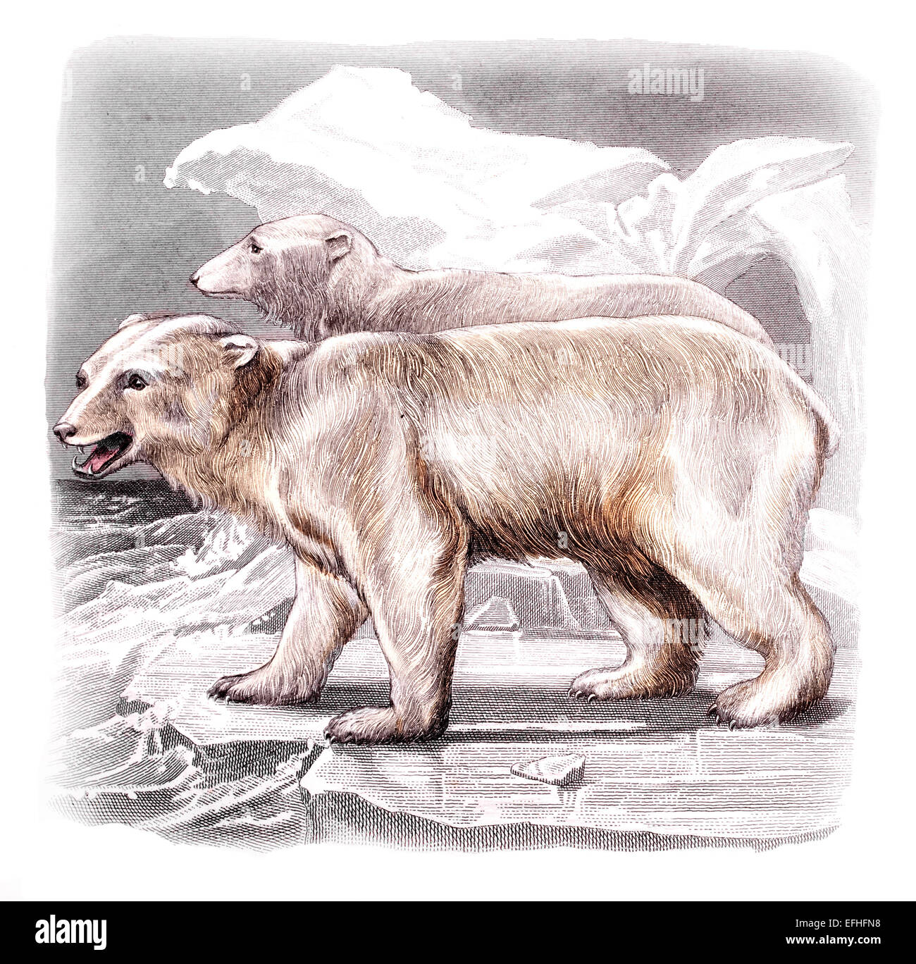 Victorian engraving of a polar bear. Digitally restored image from a ...