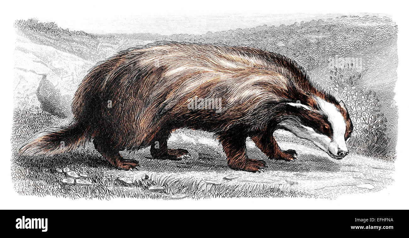 Victorian engraving of a wolverine. Digitally restored image from a mid ...