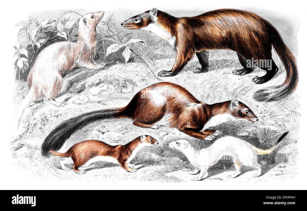 Minks hi-res stock photography and images - Alamy