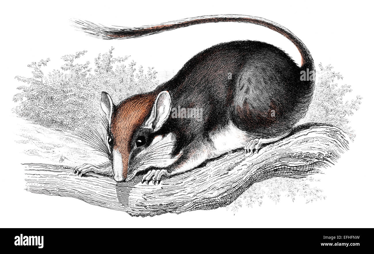Victorian engraving of a wood mouse. Digitally restored image from a ...
