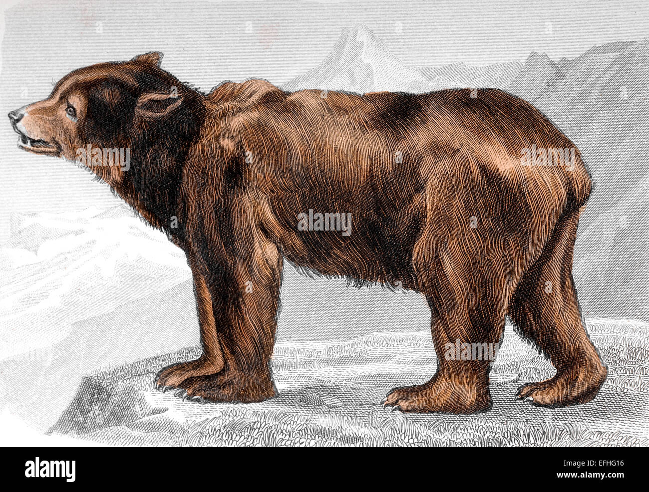 Victorian engraving of a bear. Digitally restored image from a mid-19th ...