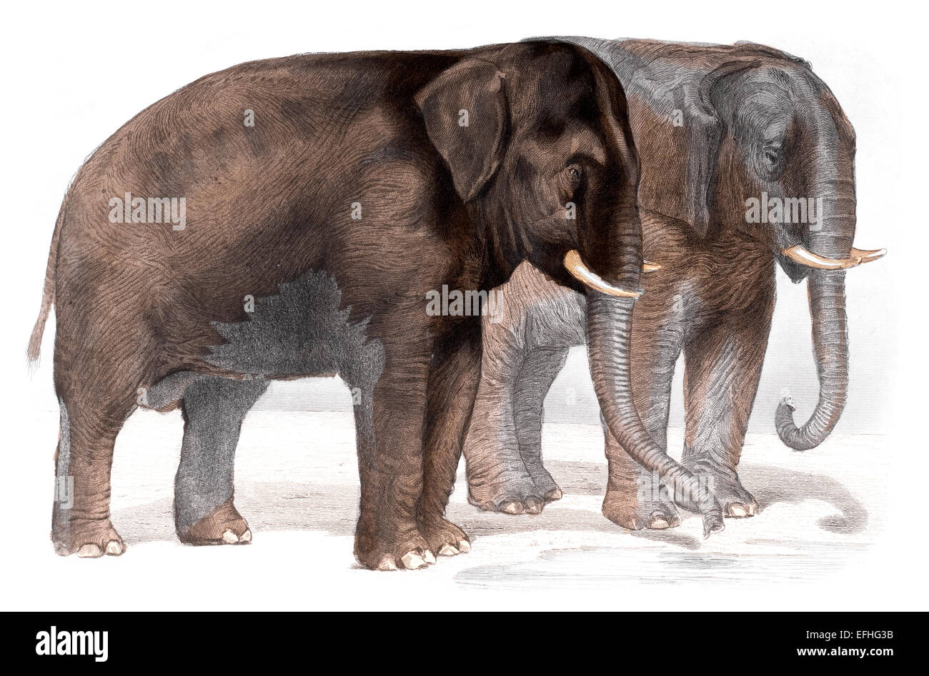 Victorian engraving of an elephant. Digitally restored image from a mid ...