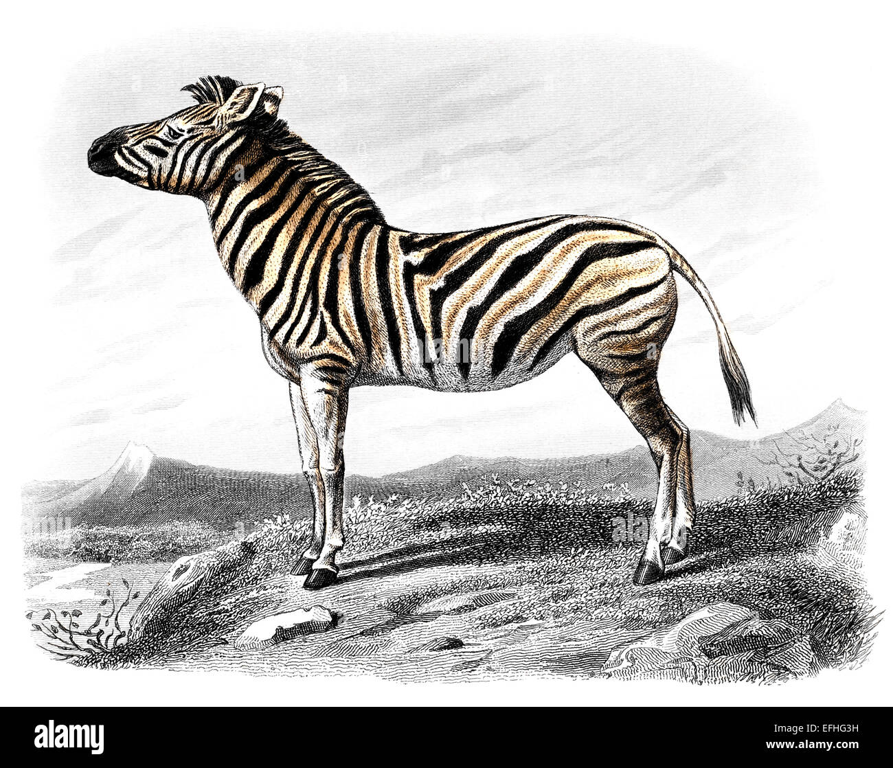 Victorian engraving of a zebra. Digitally restored image from a mid ...