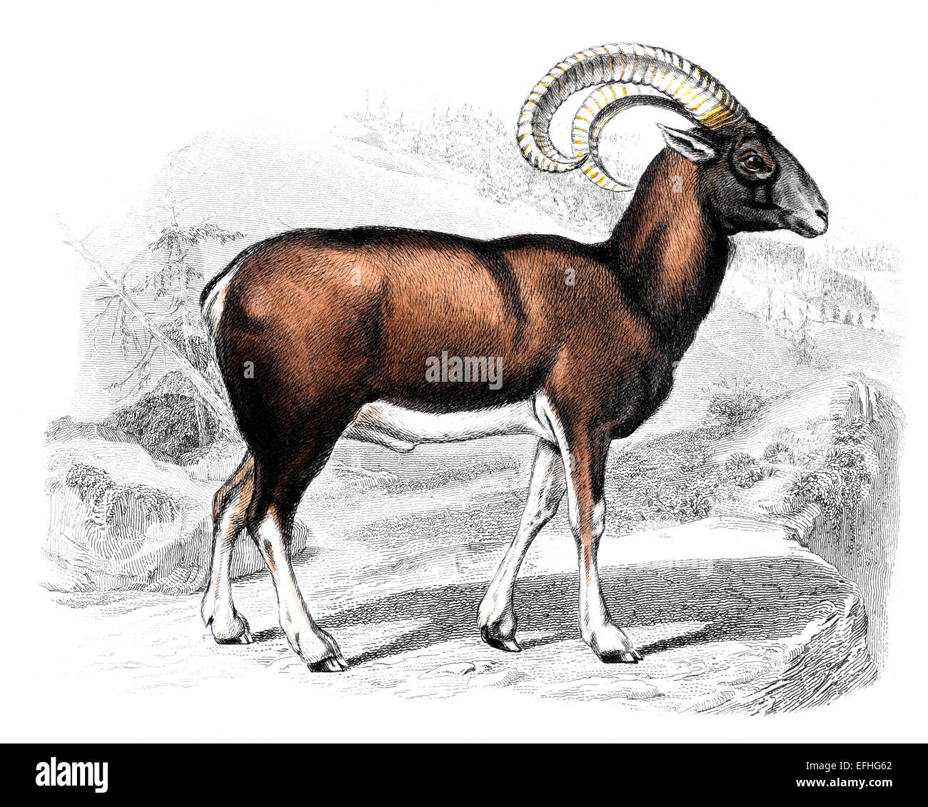Ibex engraving hi-res stock photography and images - Alamy