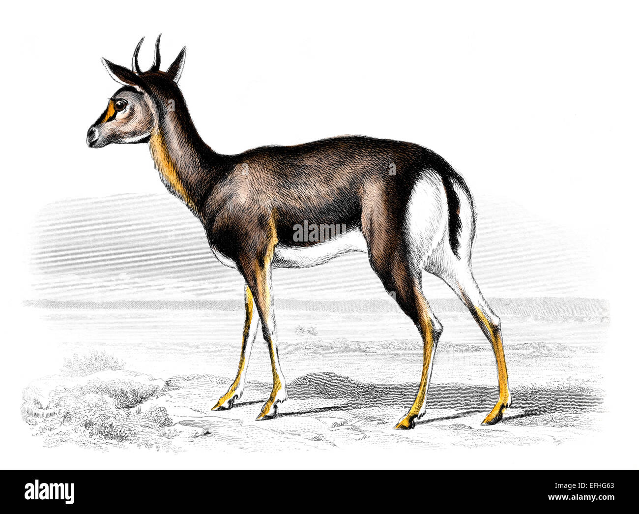 Victorian engraving of a female gazelle. Digitally restored image from ...