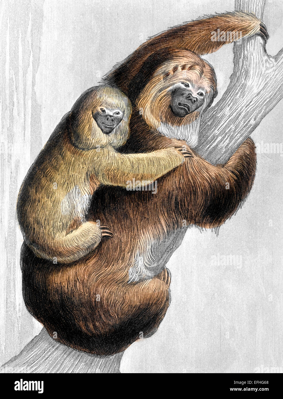 19th century colour engraving of a sloth Stock Photo - Alamy