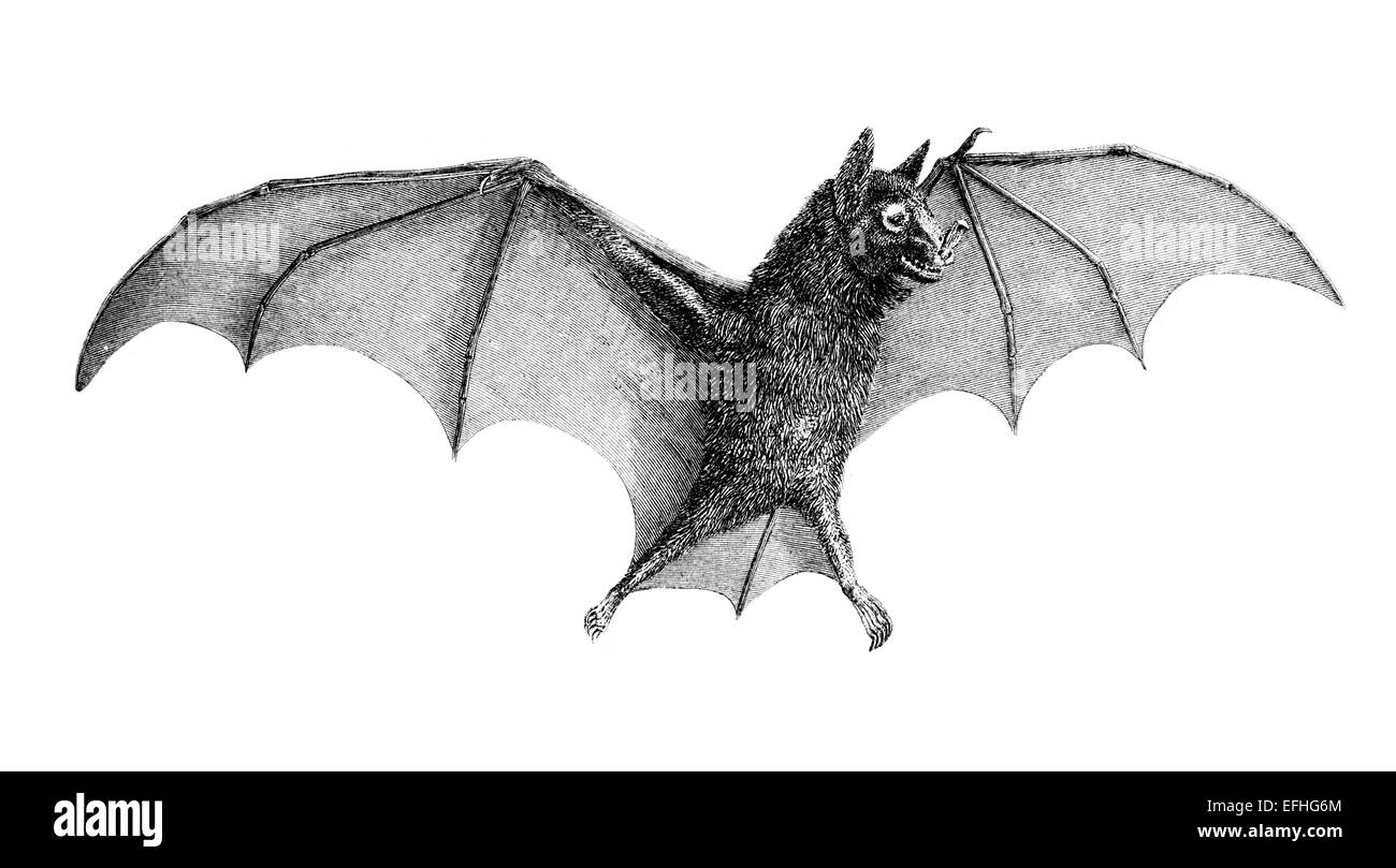 Antique drawing bat hi-res stock photography and images - Alamy