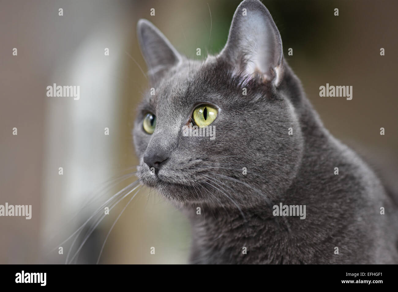 Portrait of young Korat cat looking intently Stock Photo - Alamy
