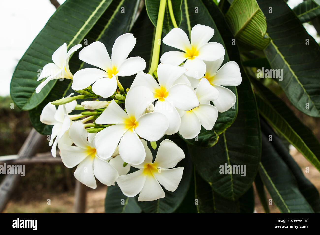 Lan thom flower hi-res stock photography and images - Alamy