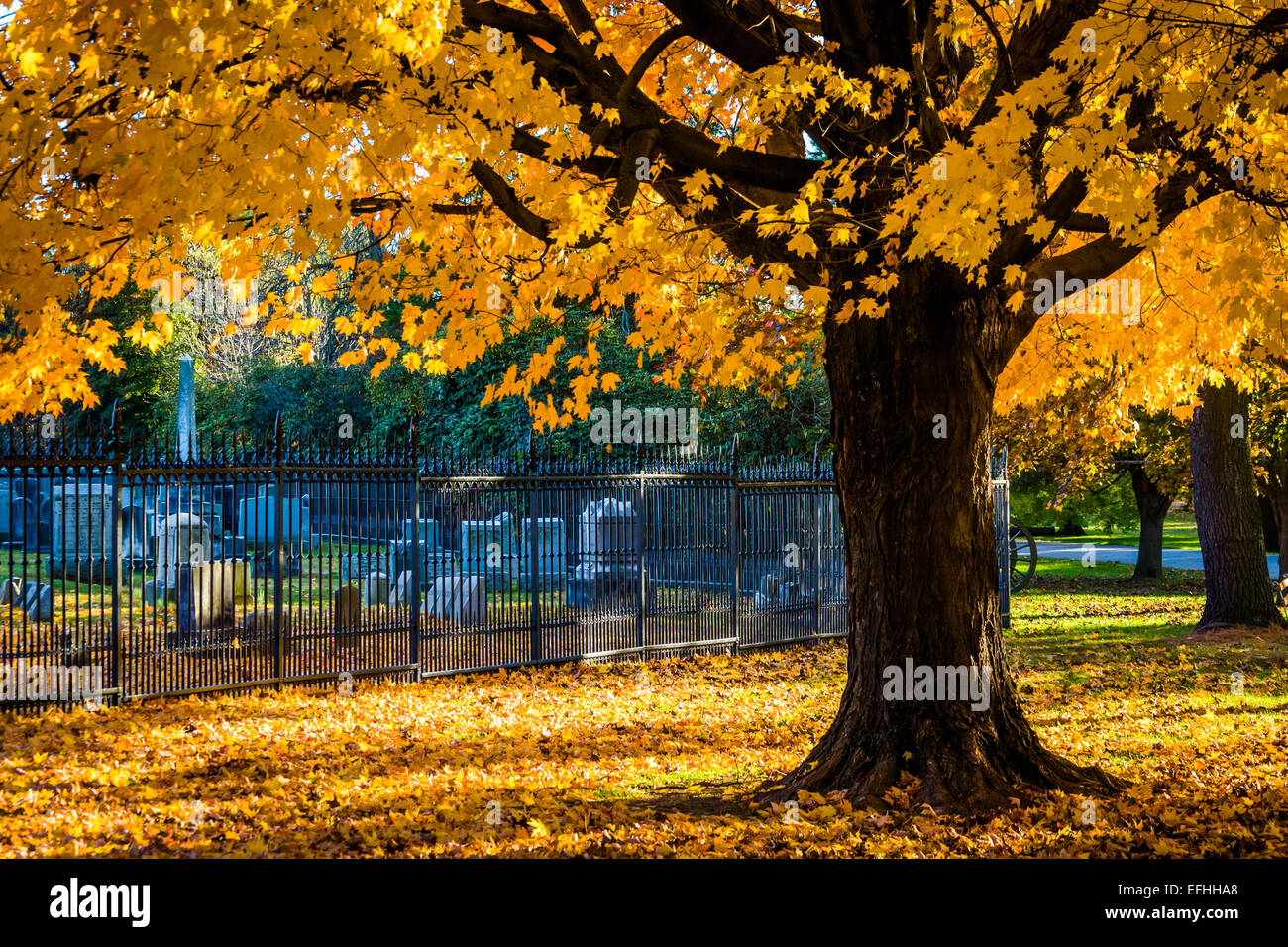 Autumn colors on a tree at the Gettysburg National Cemetary ...