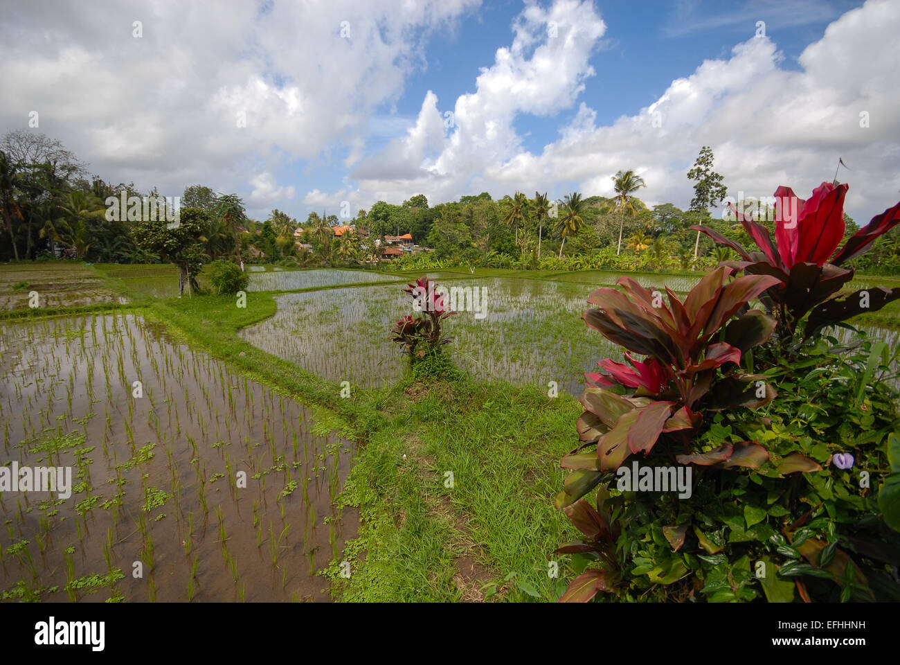 sawa at bali indonesia Stock Photo - Alamy