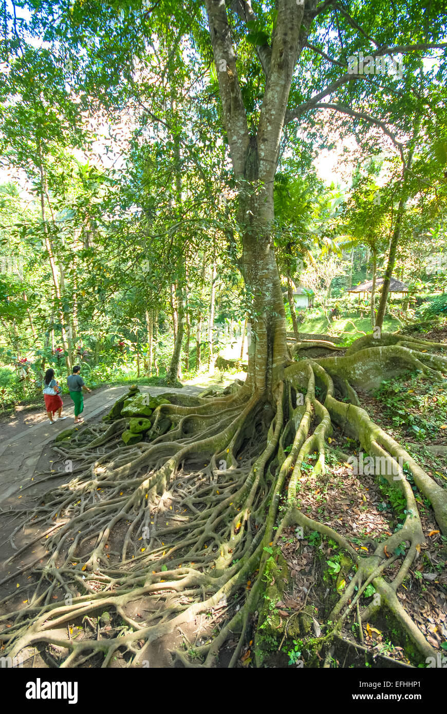 big tree with roots in bali indonesia Stock Photo - Alamy