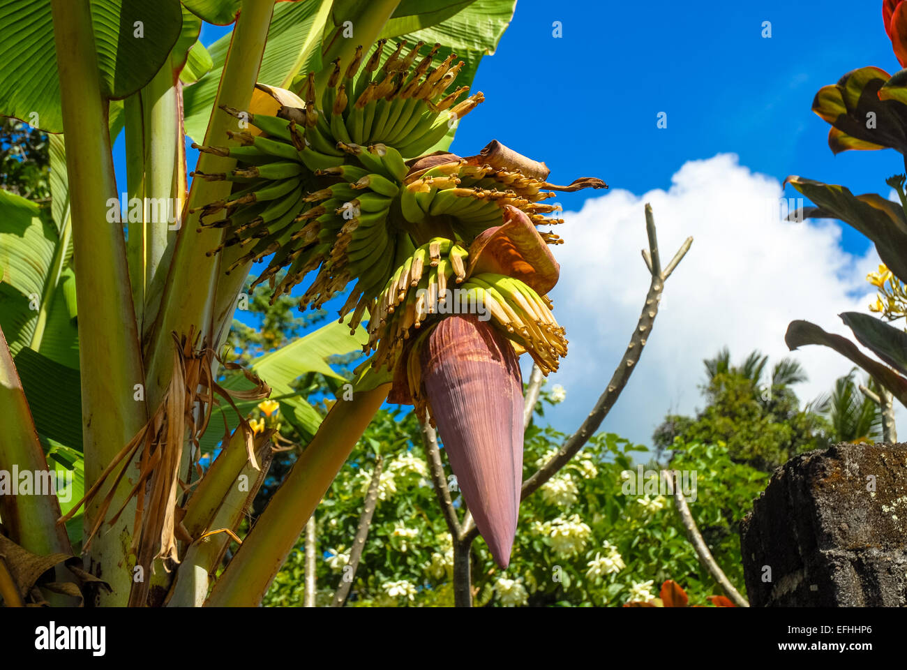 flowering banana tree in bali Stock Photo - Alamy