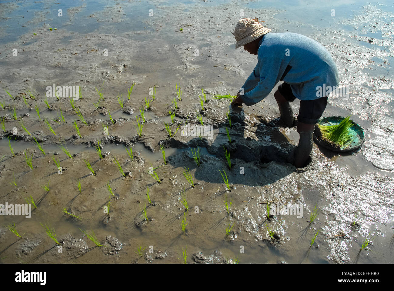 man planting riceplants in paddy in ubud bali indonesia Stock Photo - Alamy