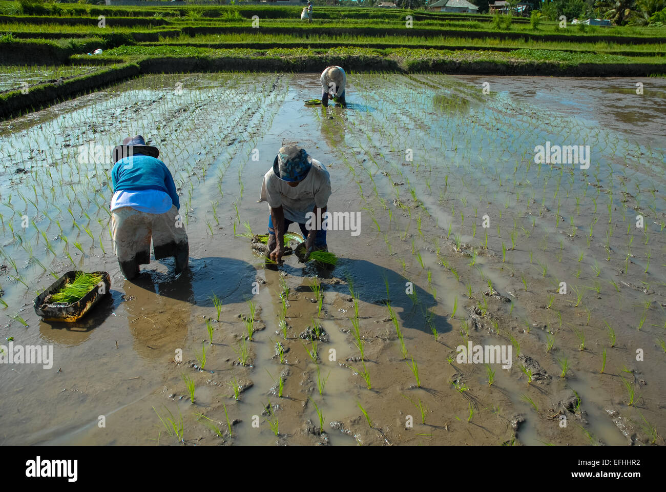 men planting riceplants in paddy in ubud bali indonesia Stock Photo - Alamy