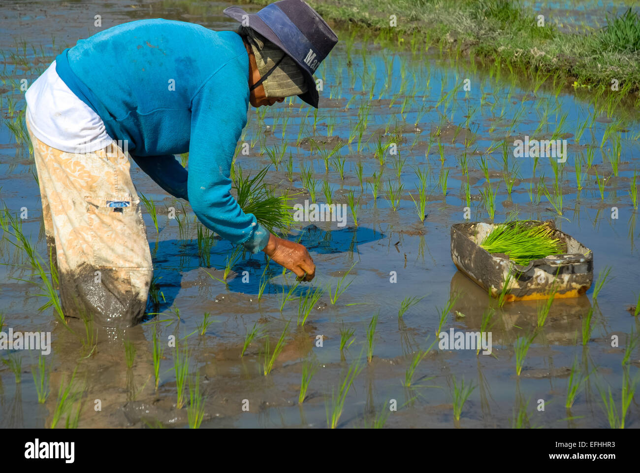 man planting riceplants in wet rice field or paddy in ubud bali ...