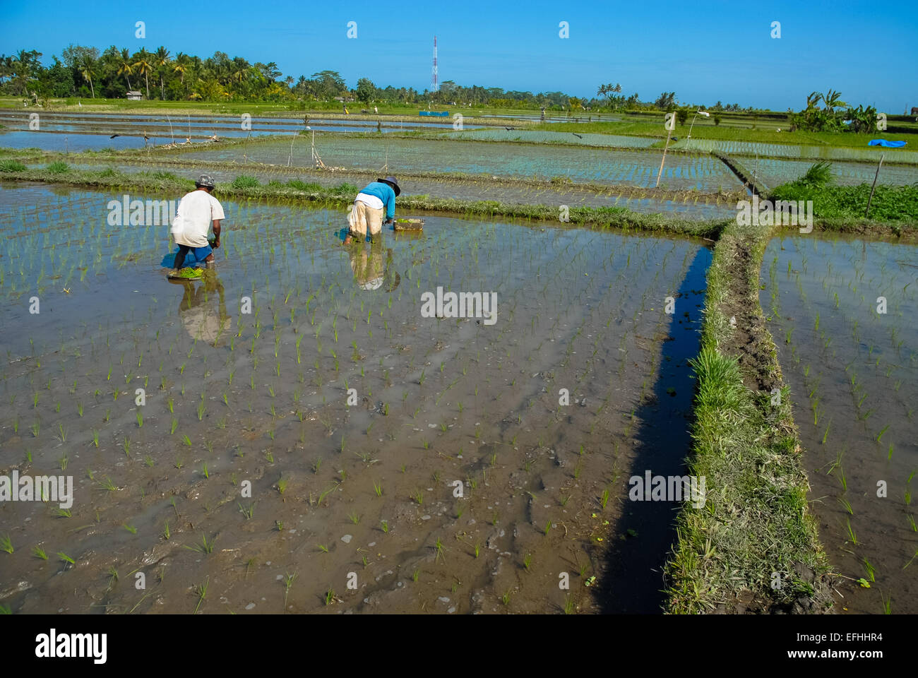 man and woman planting riceplants in wet rice field or paddy in ubud ...