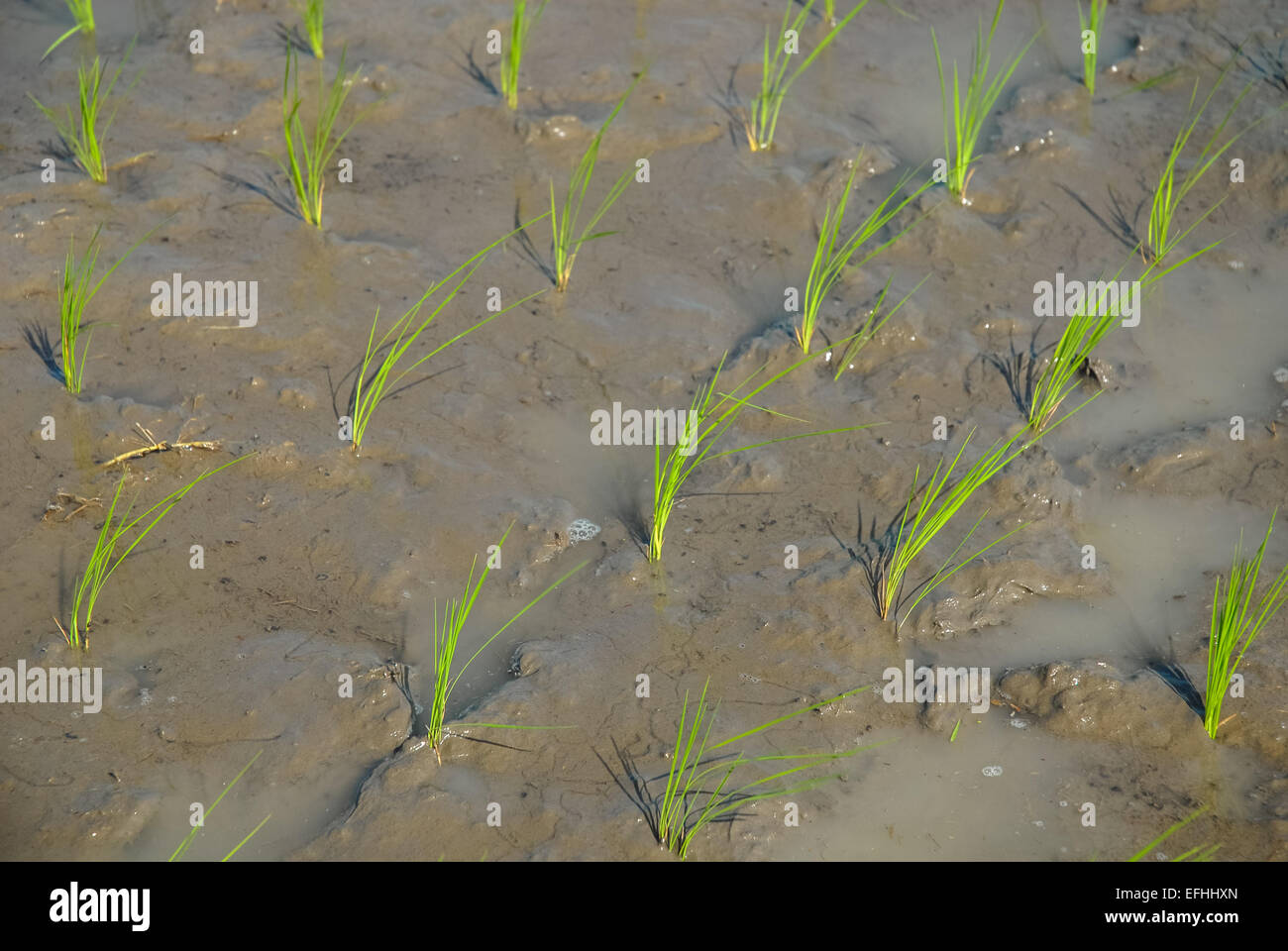 wet rice field or paddy in ubud bali indonesia Stock Photo - Alamy