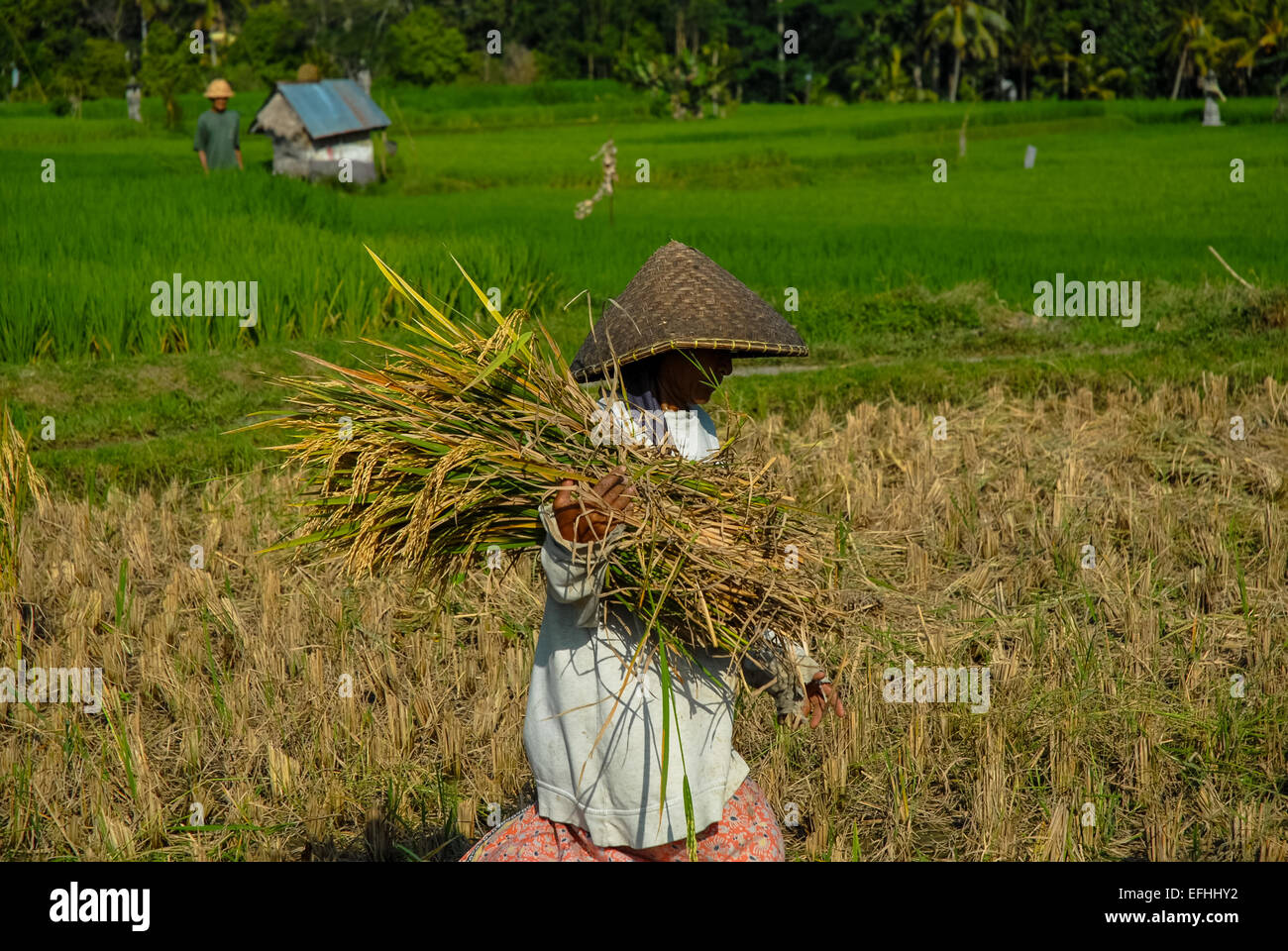 Asian rice field hi-res stock photography and images - Alamy