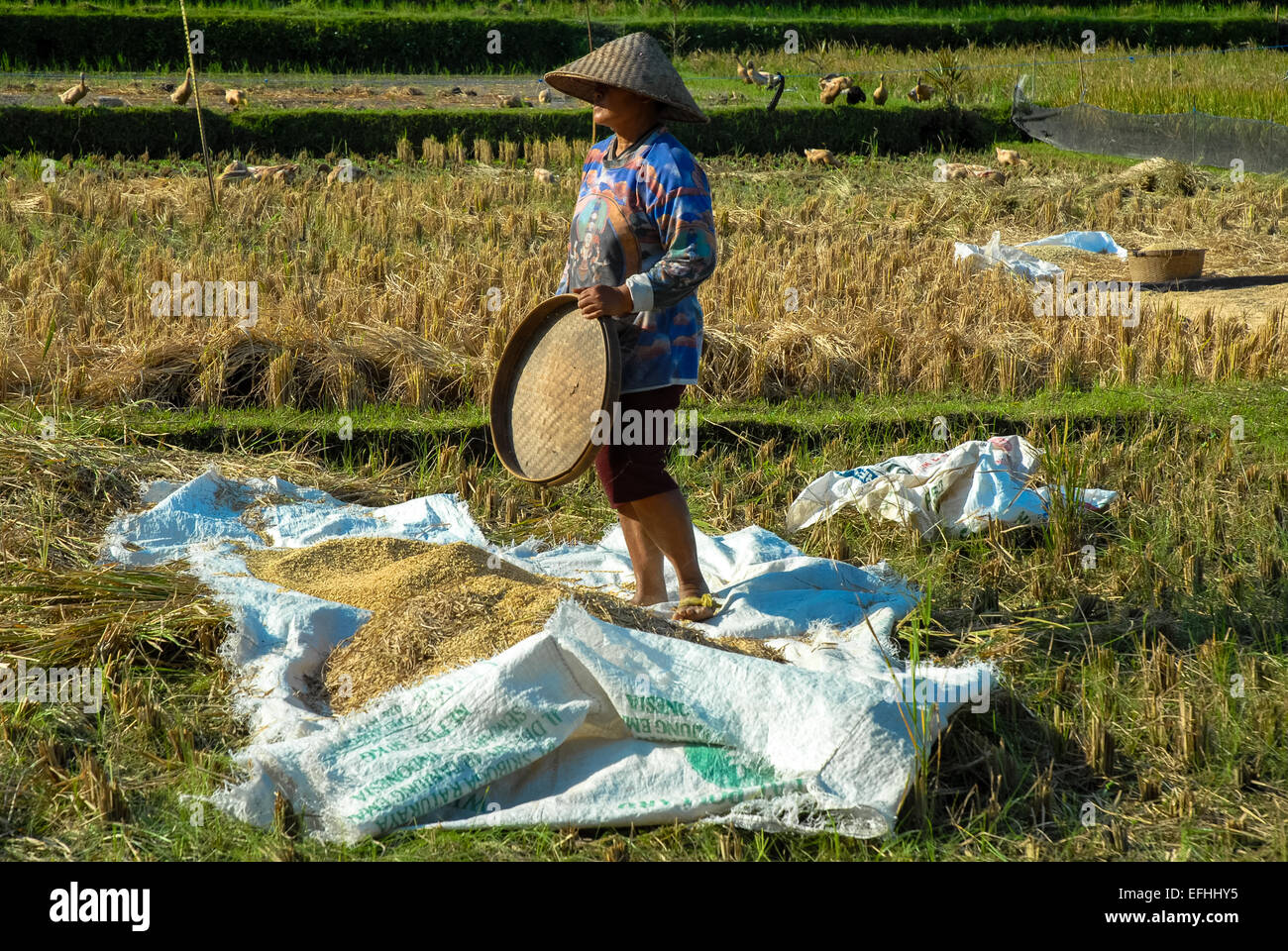 woman in field with dry rice Stock Photo - Alamy