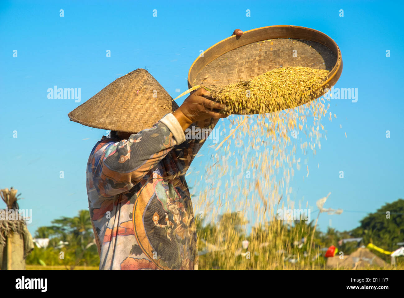 Rice crops woman hi-res stock photography and images - Alamy