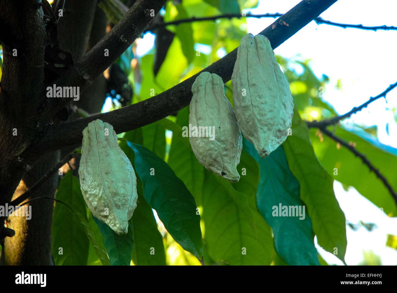 Cocoa tree seeds hi-res stock photography and images - Alamy