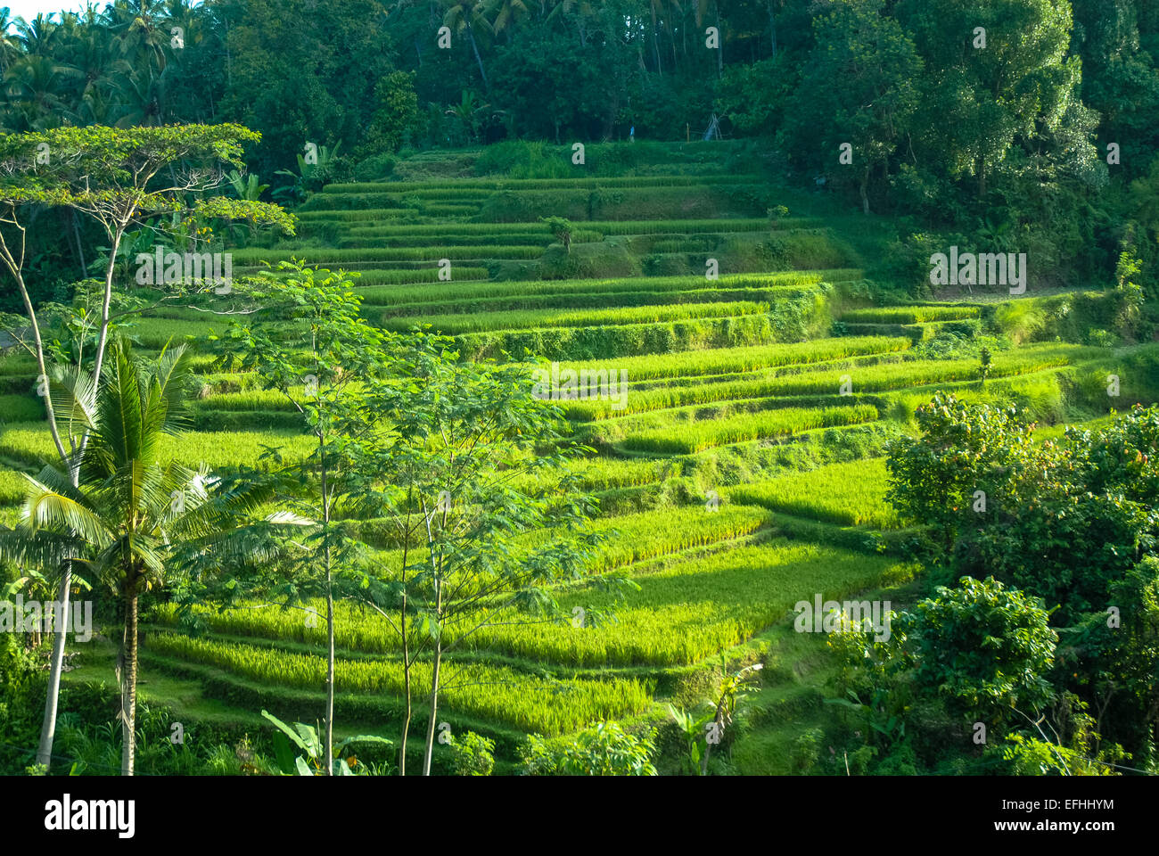 sawas in bali indonesia Stock Photo - Alamy