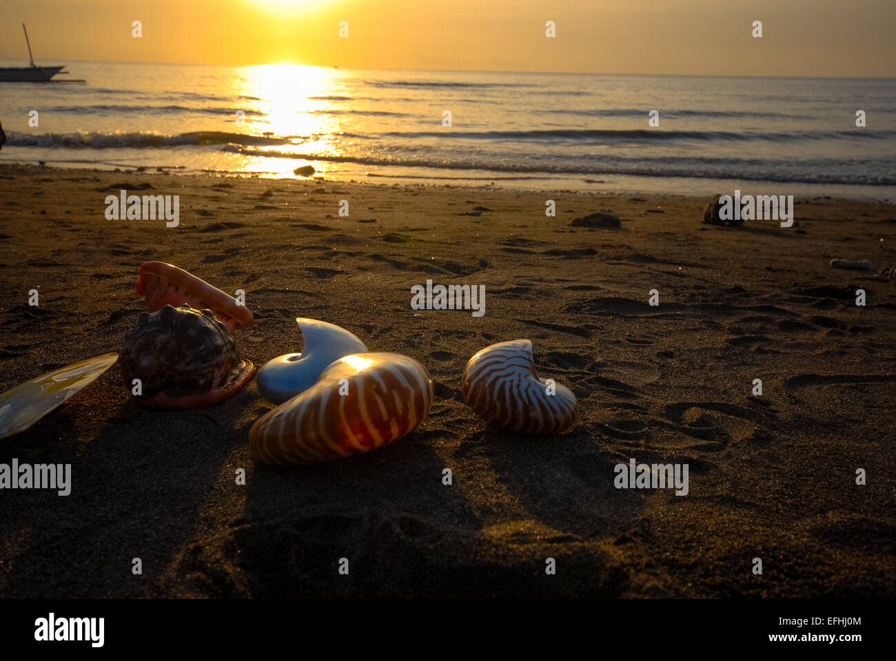 big shells at beach in bali indonesia with sunset Stock Photo - Alamy