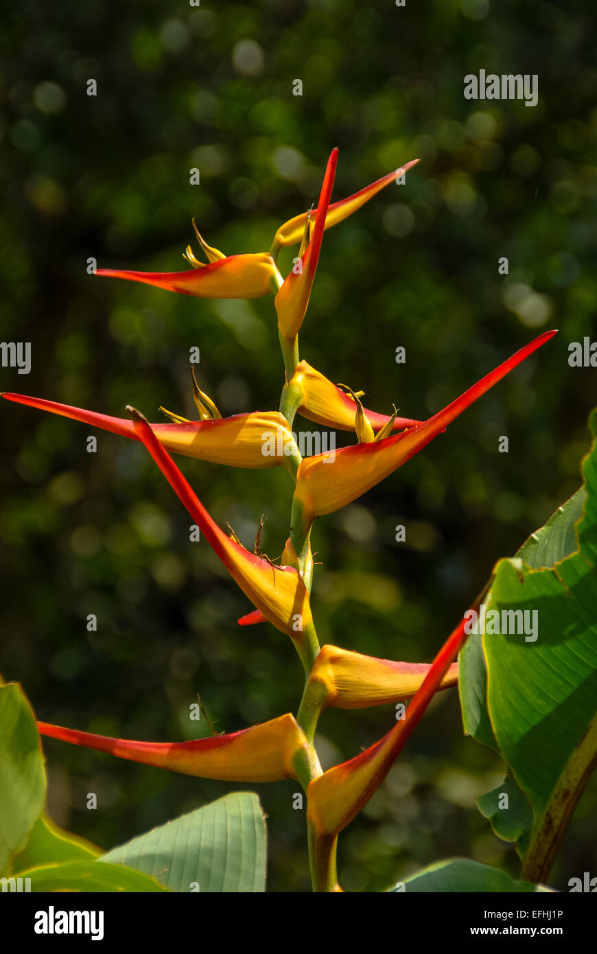 beautiful flower of plant in bali indonesia Stock Photo - Alamy