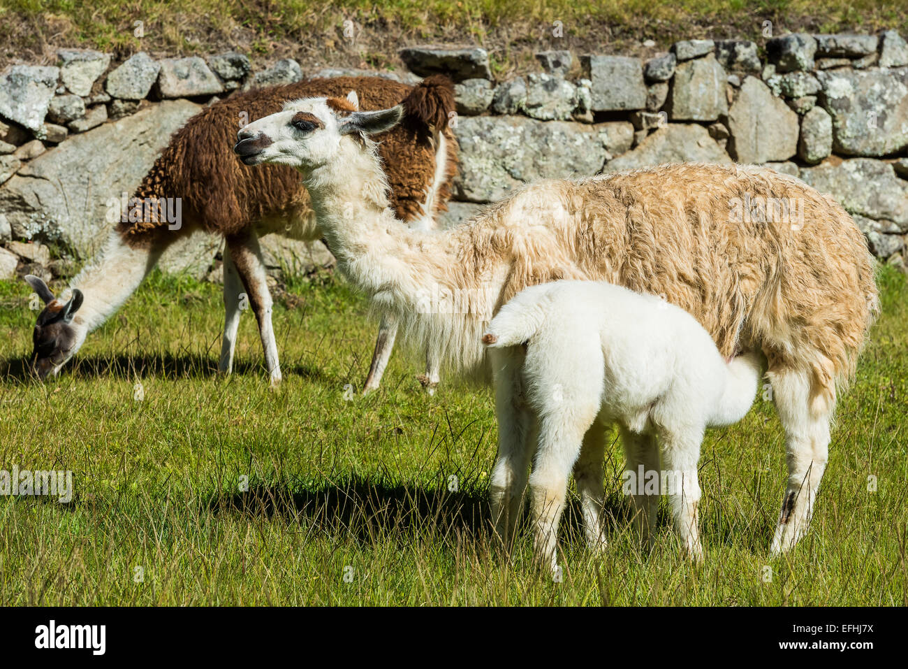 Llamas at Machu Picchu, Incas ruins in the peruvian Andes at Cuzco Peru ...