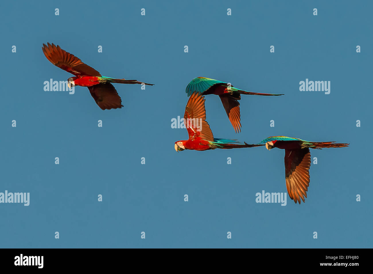 Deciduous Forest Birds Flying