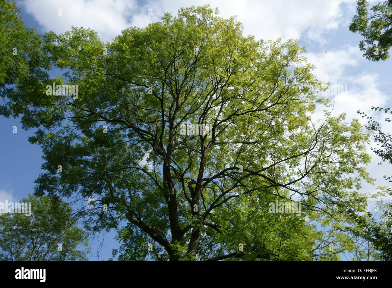 A mature ash tree, Fraxinus excelsior, in full leaf, Berkshire, August ...
