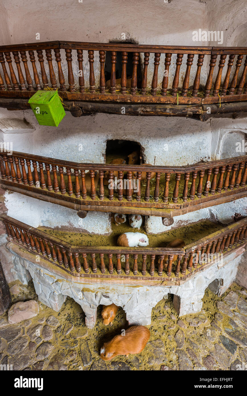 Cuy peru hi-res stock photography and images - Alamy